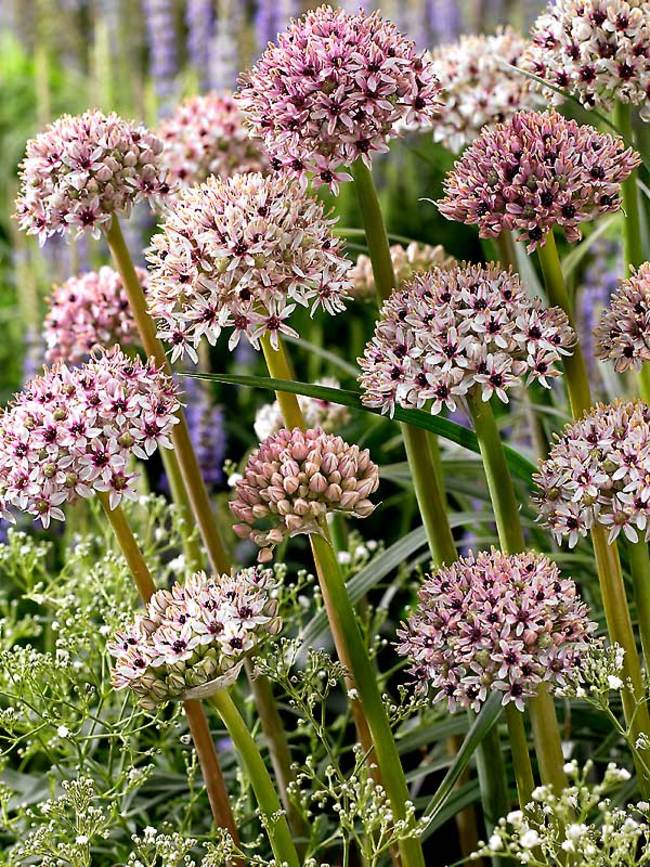 Allium Silver Spring | Bluestone Perennials