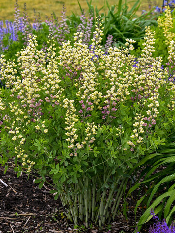 Baptisia Pink Lemonade | Bluestone Perennials