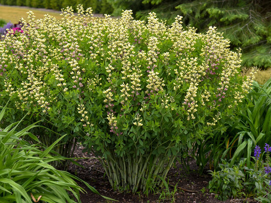 Baptisia Pink Lemonade | Bluestone Perennials
