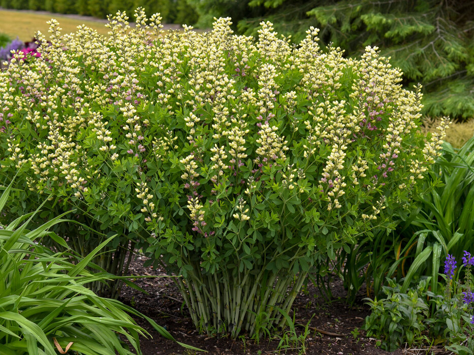 Baptisia Pink Lemonade | Bluestone Perennials