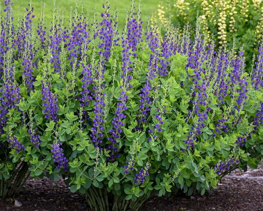 Baptisia Sparkling Sapphires | Bluestone Perennials