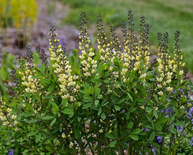 Baptisia Vanilla Cream | Bluestone Perennials