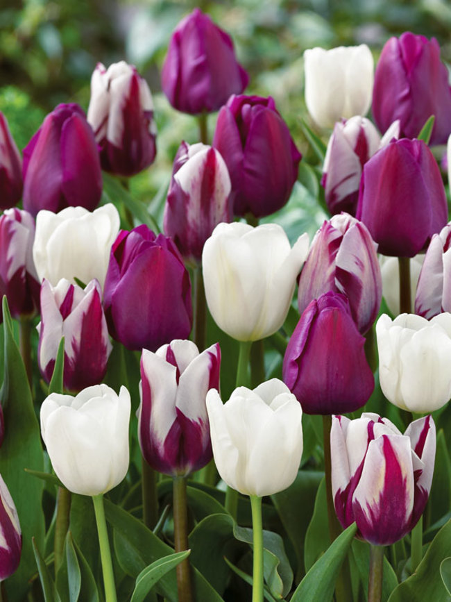 Beautiful Blend After Midnight | Bluestone Perennials