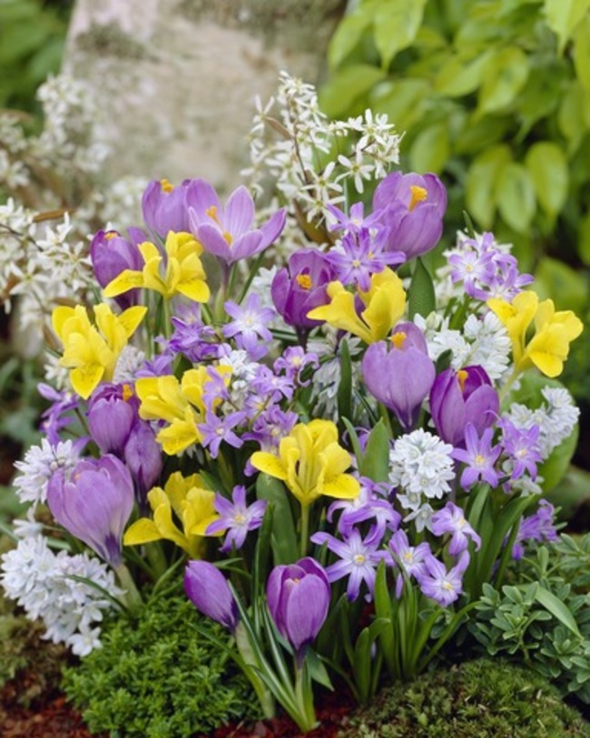 Beautiful Blend Early Fragrant Blend | Bluestone Perennials