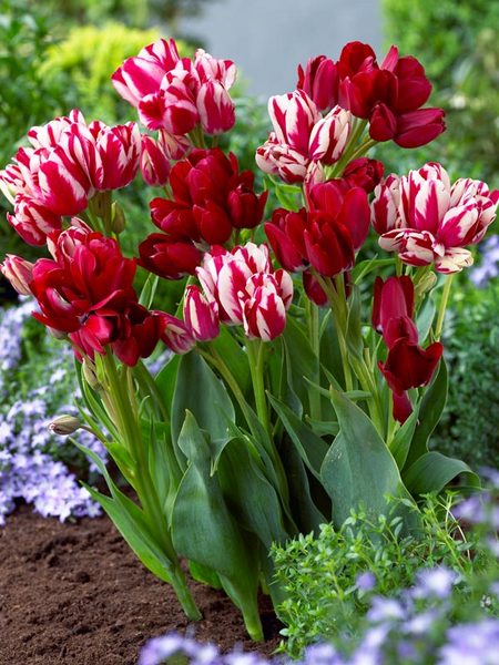 Product Viewer - Beautiful-Blend-Tulip Fiery-Affair