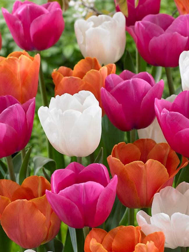 Beautiful Blend Tulip Island In The Sun | Bluestone Perennials