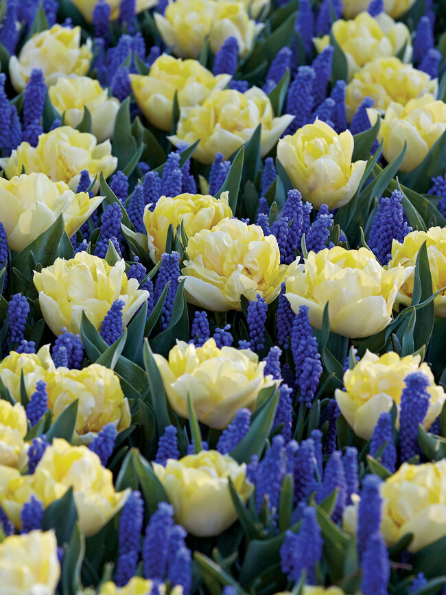 Beautiful Blend Out Of The Blue | Bluestone Perennials