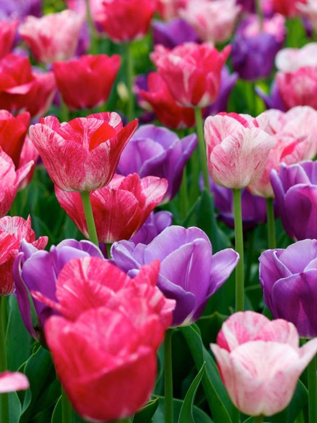 Beautiful Blend Just Plum Crazy | Bluestone Perennials