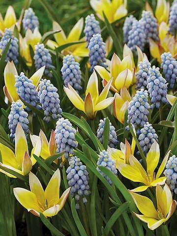 Beautiful Blend Sunny Sky | Bluestone Perennials