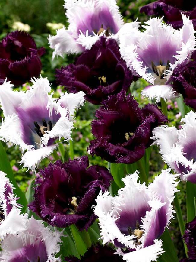 Beautiful Blend Twilight Sparkle | Bluestone Perennials