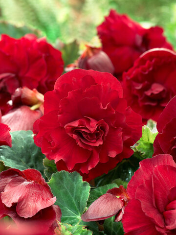 Begonia Double Red | Bluestone Perennials