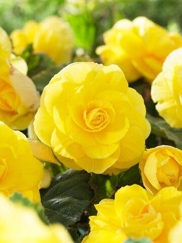 Begonia Double Yellow | Bluestone Perennials