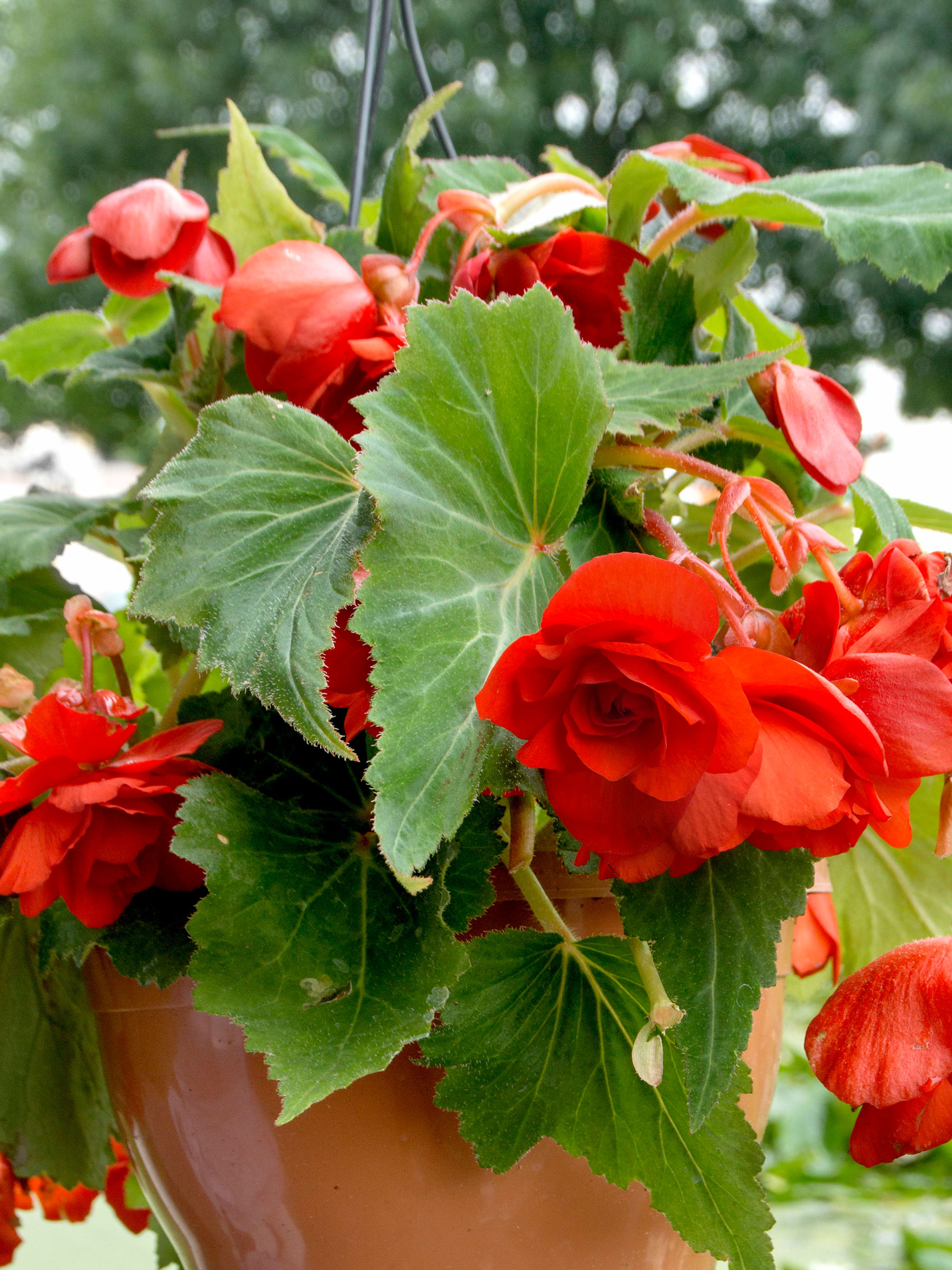 Begonia Types Of Flowers The 12 Best Leaf Begonia Plants That Thrive