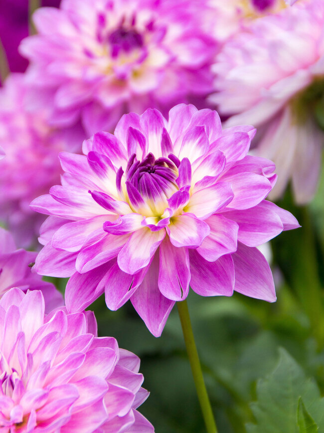 Dahlia Blue Wish | Bluestone Perennials