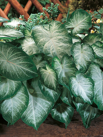 Caladium Aaron | Bluestone Perennials