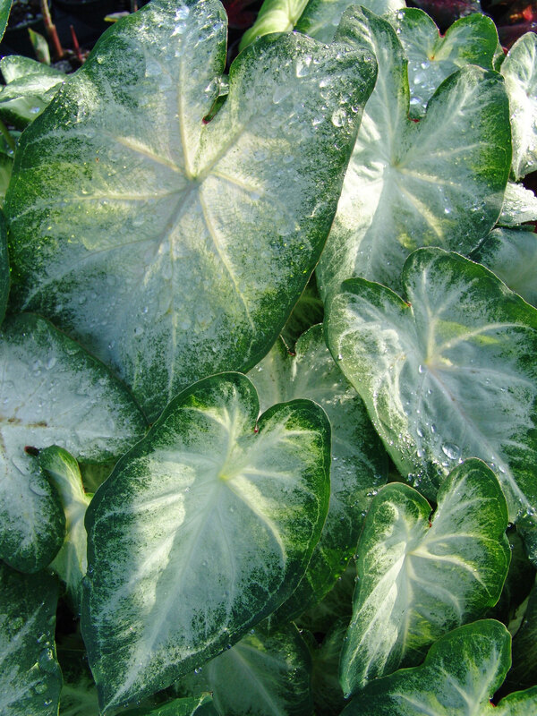 Caladium Aaron | Bluestone Perennials