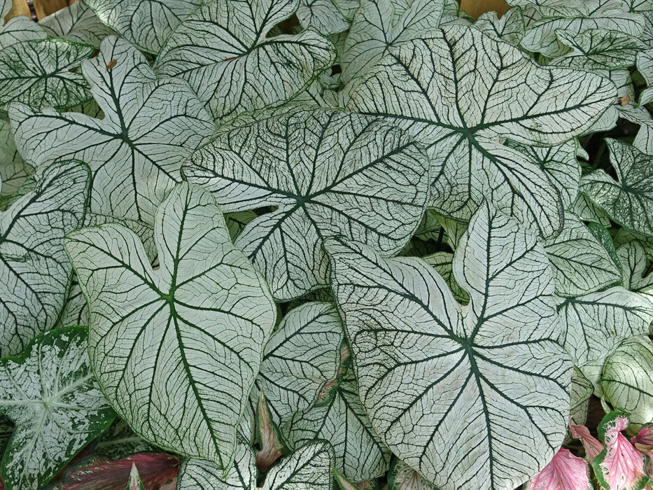 Caladium Allure | Bluestone Perennials