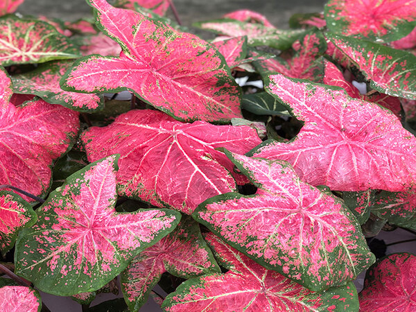 Caladium Ballet Slippers | Bluestone Perennials