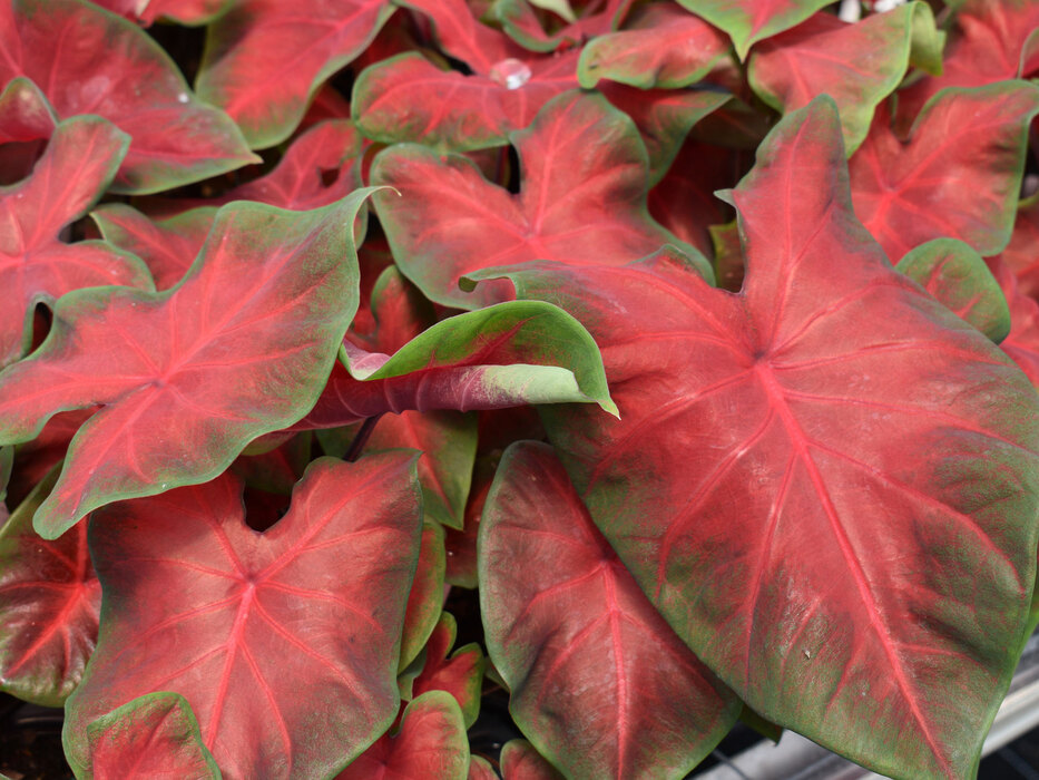 Caladium Frieda Hemple | Bluestone Perennials