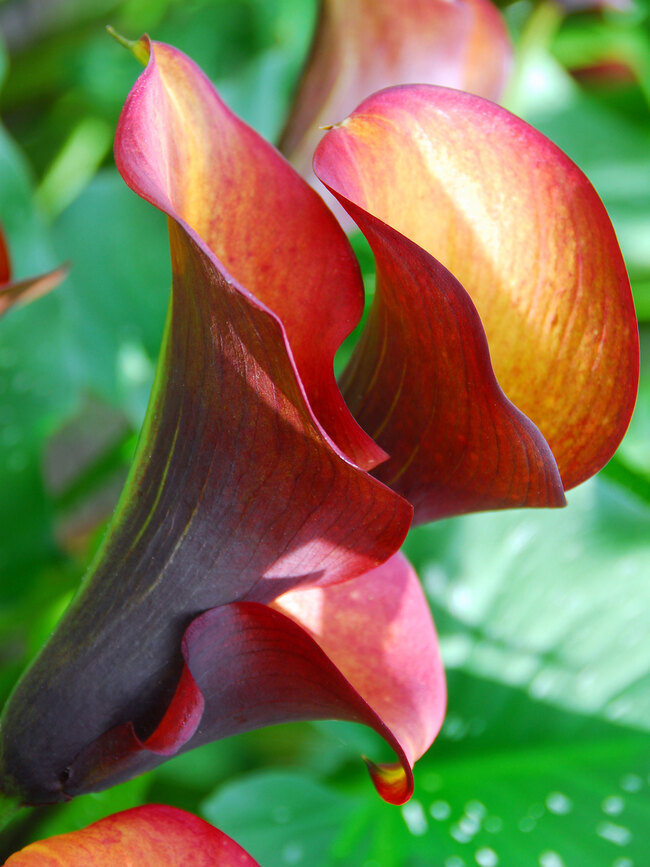 Calla Flame -- Bluestone Perennials