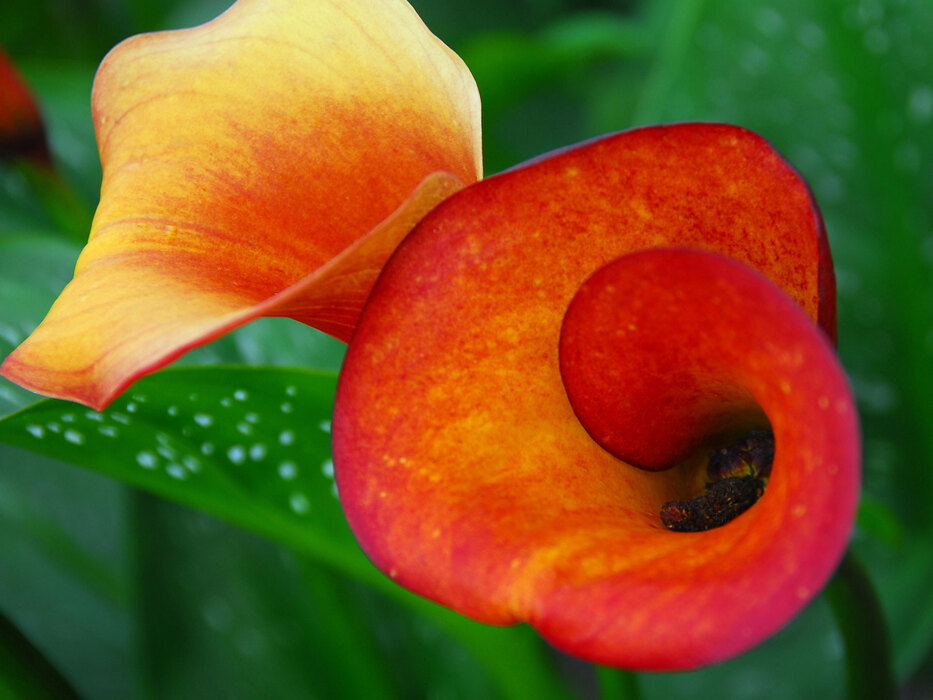 Calla Flame | Bluestone Perennials