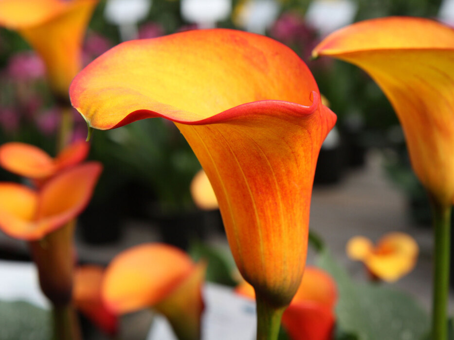 Calla Flame | Bluestone Perennials
