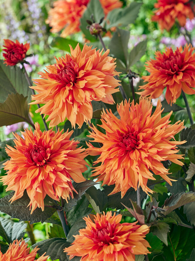 Dahlia Candlelight Fiery Thorn | Bluestone Perennials