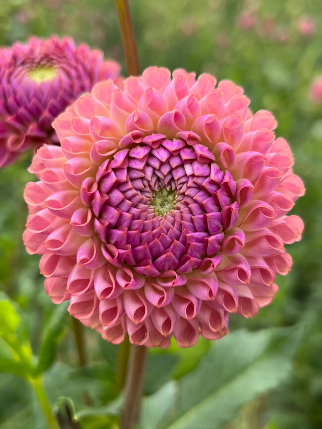 Dahlia Caitlyn's Joy | Bluestone Perennials