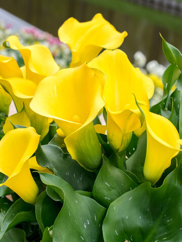 Calla Millennium Gold | Bluestone Perennials
