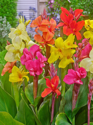 Canna Mixed Value Pack | Bluestone Perennials