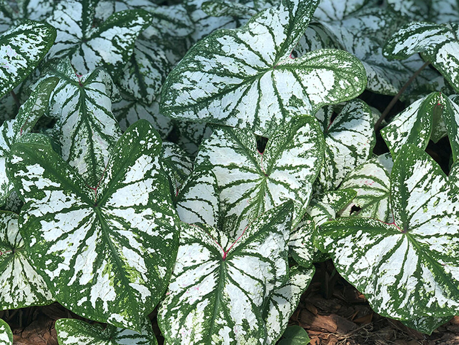 Caladium Monument | Bluestone Perennials