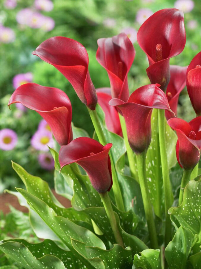 Calla Majestic Red -- Bluestone Perennials