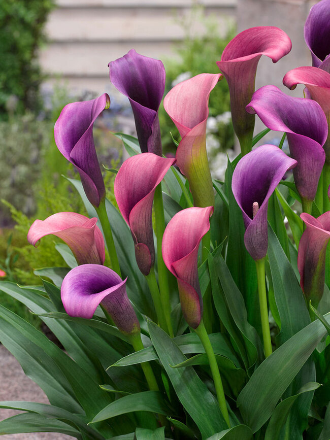 Calla Pasja -- Bluestone Perennials