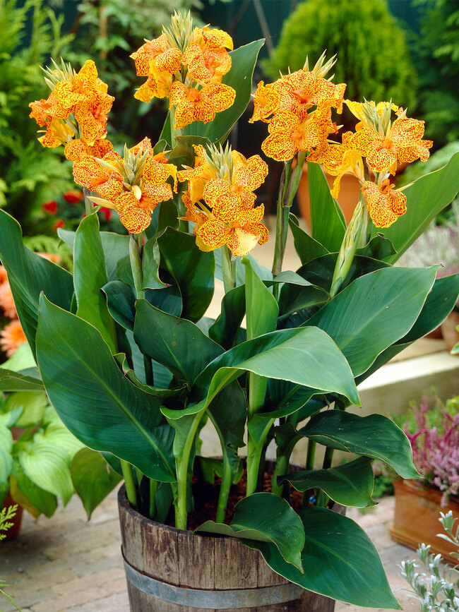 Canna Picasso | Bluestone Perennials