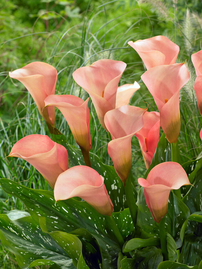 Calla Peach Pearl | Bluestone Perennials