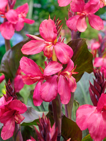 Canna Pink Futurity | Bluestone Perennials