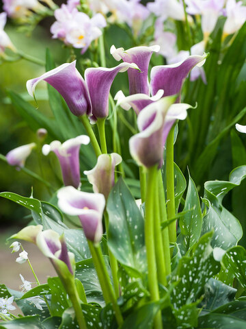 Calla Picasso | Bluestone Perennials