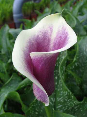 Calla Picasso | Bluestone Perennials