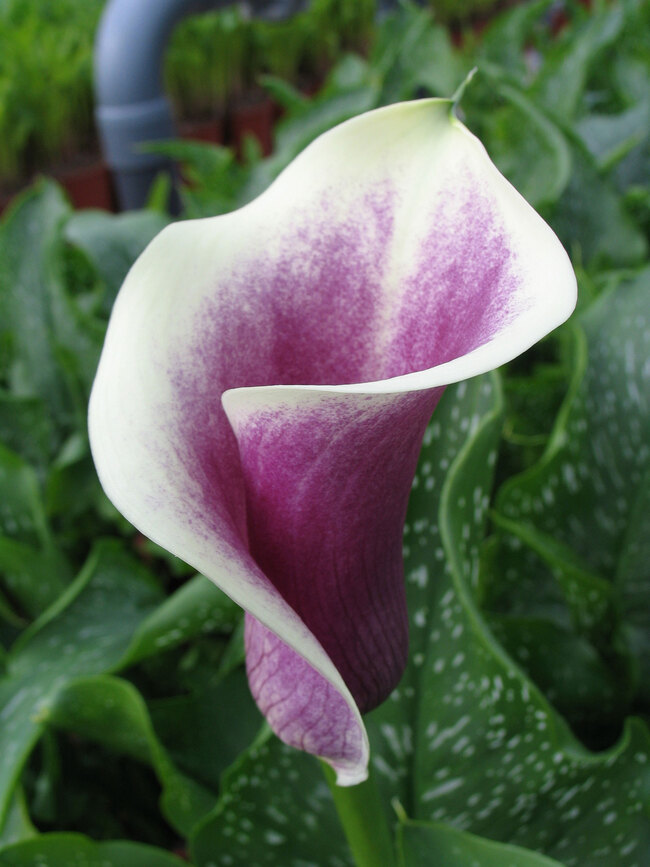 Calla Picasso | Bluestone Perennials