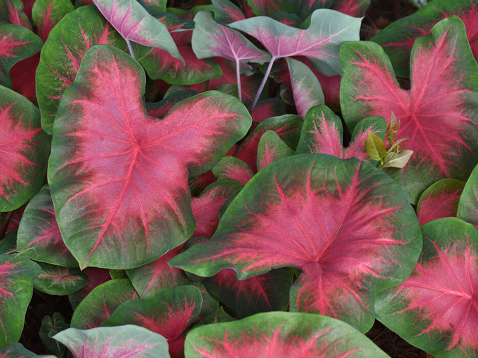 Caladium Sunset Pink | Bluestone Perennials