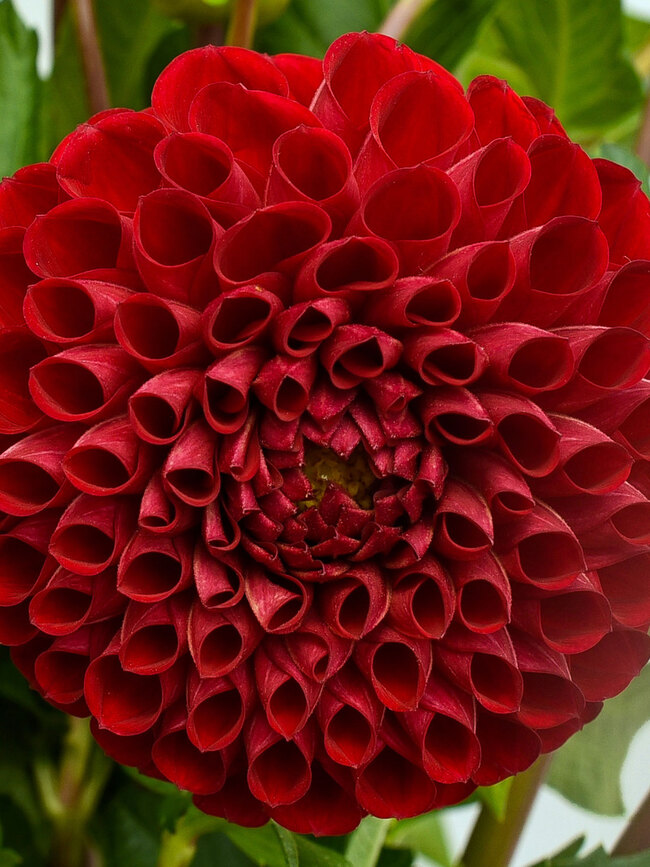Dahlia Cornel | Bluestone Perennials