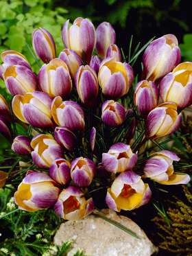 Coreopsis Moonbeam -- Bluestone Perennials