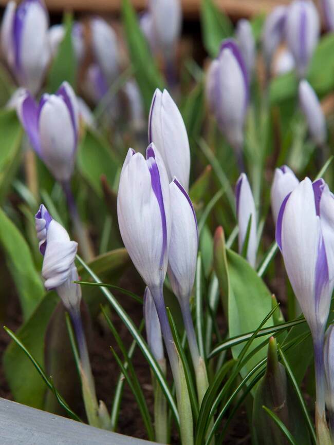 Crocus Blue Pearl | Bluestone Perennials