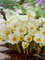 Crocus Cream Beauty -- Bluestone Perennials