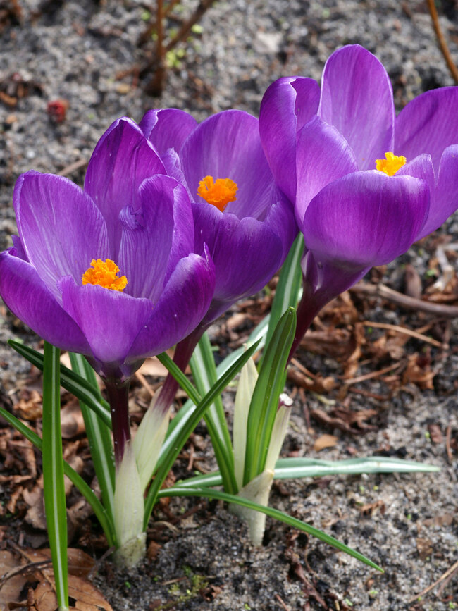 Red Crocus Spring Bulbs