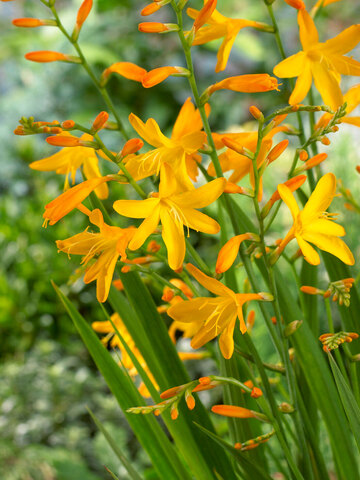 Crocosmia George Davidson | Bluestone Perennials