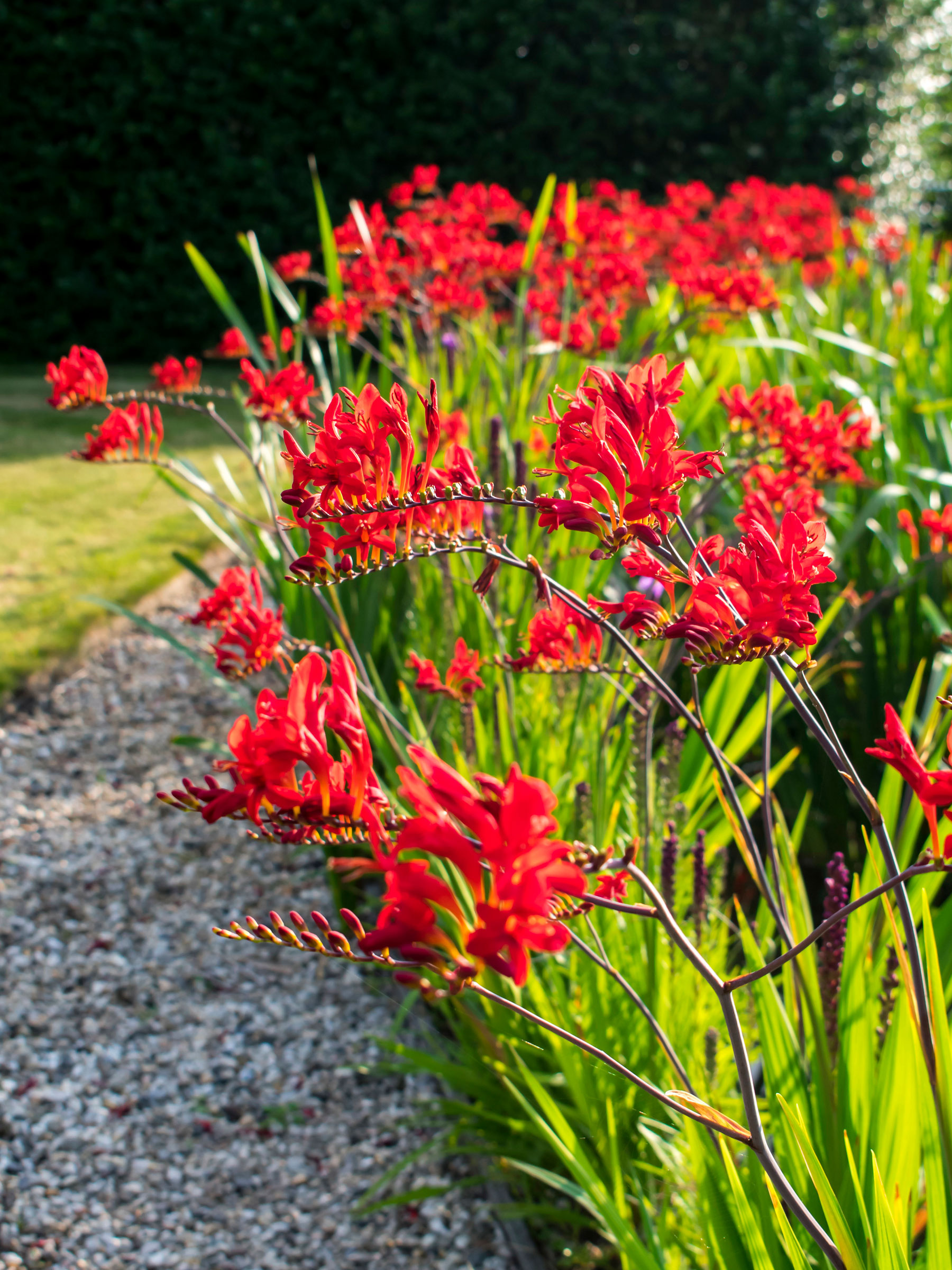 Will Crocosmia Lucifer Grow In Shade