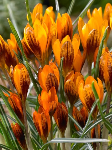 Product Viewer - Crocus Orange Monarch