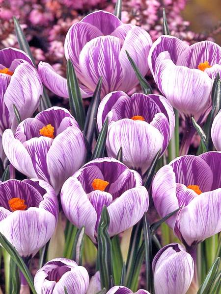 Product Viewer - Crocus Pickwick