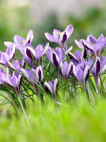 Crocus Spring Beauty | Bluestone Perennials